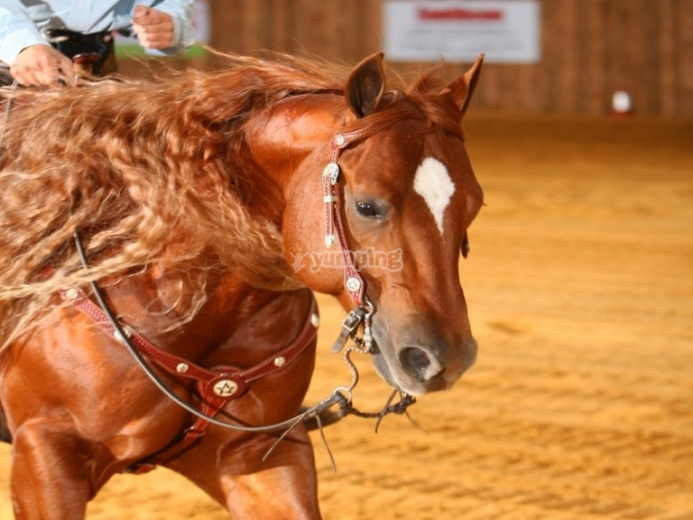 British Reining, prices and bookings 2026 | Yumping