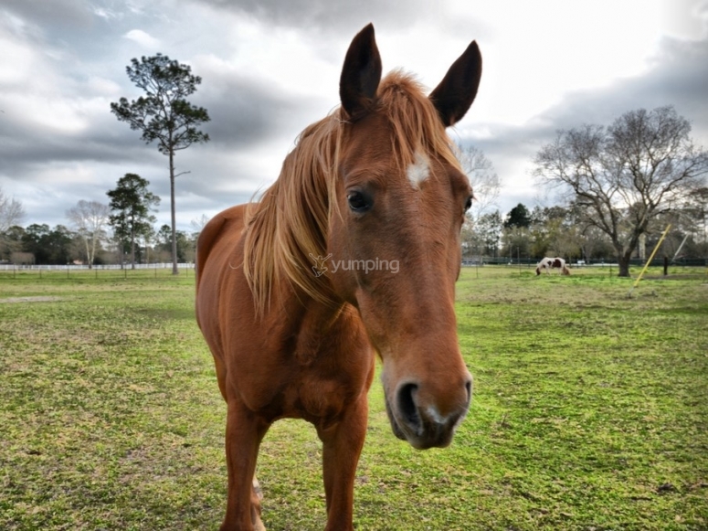 Woodside Riding School Stables, precios y reservas 2025 | Yumping