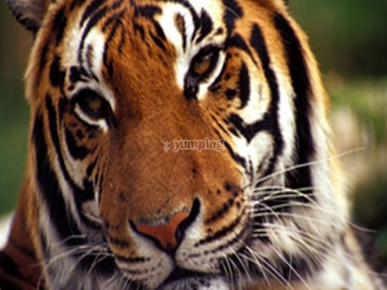 Shepreth Wildlife Park, prices and bookings 2026 | Yumping