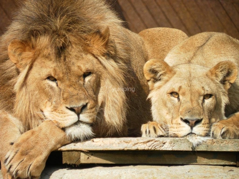 Colchester Zoo, prices and bookings 2025 | Yumping