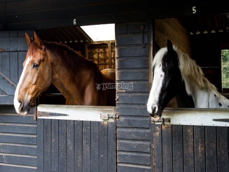 Laris Farm, prices and bookings 2025 | Yumping