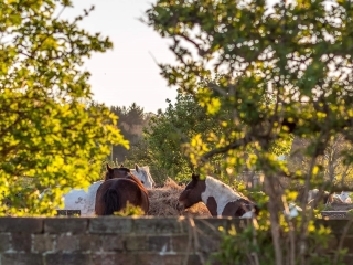 Tower Farm Riding Stables, prices and bookings 2025 | Yumping