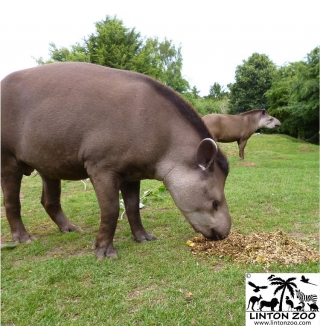 Linton Zoo, prices and bookings 2025 | Yumping