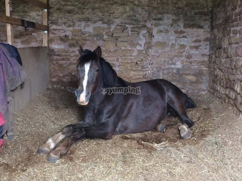 Coloured Cob Equestrian Centre, prices and bookings 2025 | Yumping