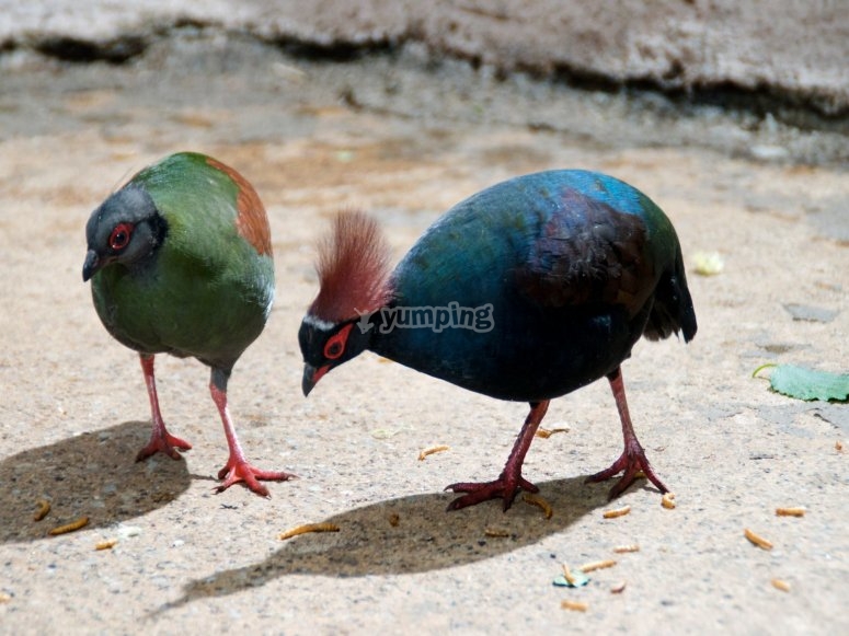 Tropical World Leeds, prices and bookings 2025 | Yumping