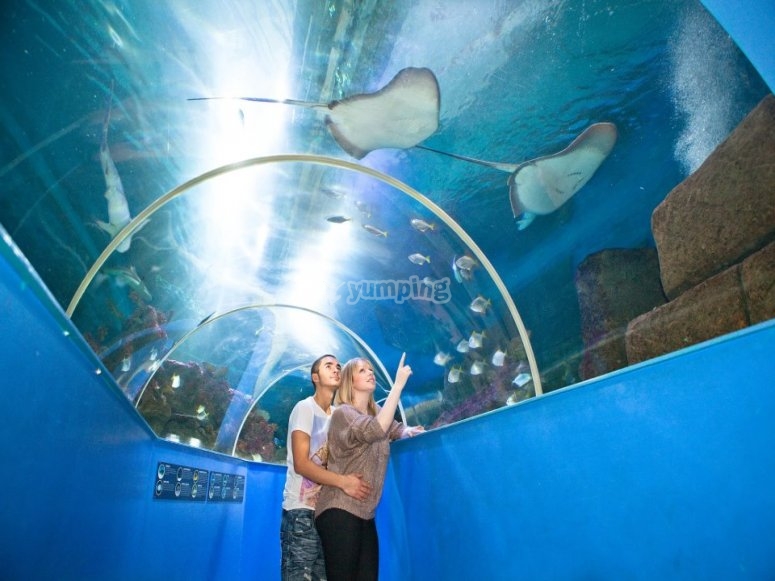 Blue Reef Aquarium Tynemouth, prices and bookings 2026 | Yumping