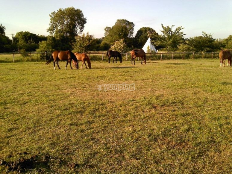 Divoky Riding School, prices and bookings 2025 | Yumping