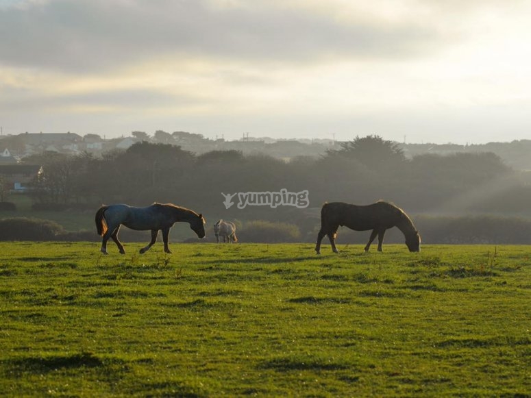 Goonbell Riding Centre, prices and bookings 2025 | Yumping